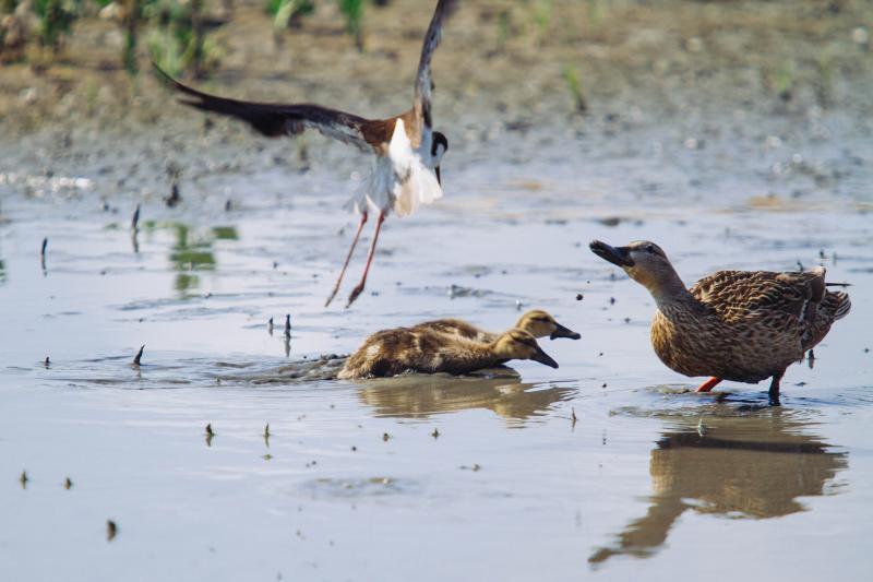 Chick and Duckling Imprinting - Backyard Poultry